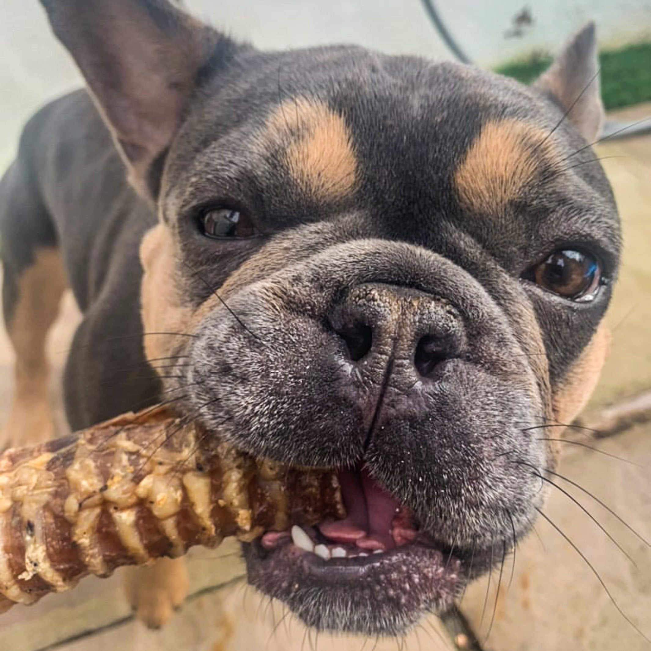 Dried Beef Trachea - T.Forrest - Natural Dog Treats